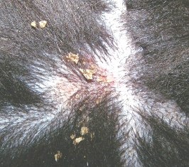 Criadero La Pureza - Seborrea en Perros (dermatitis seborreica)