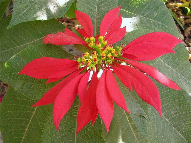 Criadero La Pureza - Estrella federal o Euphorbia pulcherrima - Veneno ...